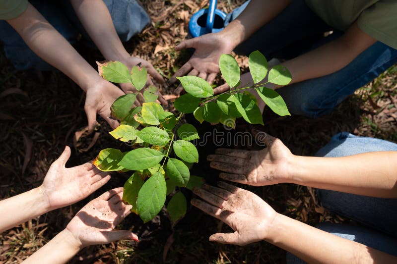 With Hands Holding Soil and Seedlings, Volunteers Embody Caring and ...