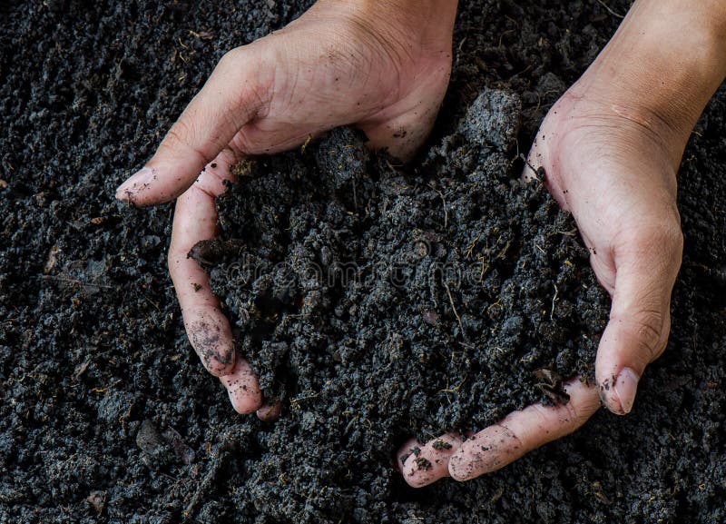 Hands Holding Soil with Young Plant Stock Image - Image of environment ...