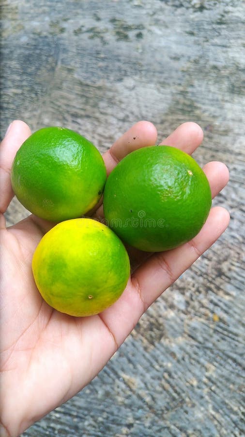 Hands holding some lime stock photo. Image of shrub - 272433826