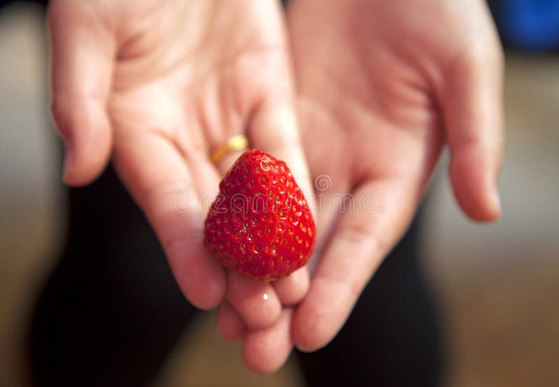 Hands holding a strawberry stock image. Image of food - 76928871