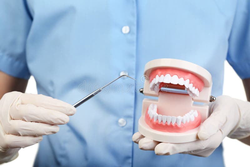 Hands holding teeth model stock photo. Image of mouth - 109343238