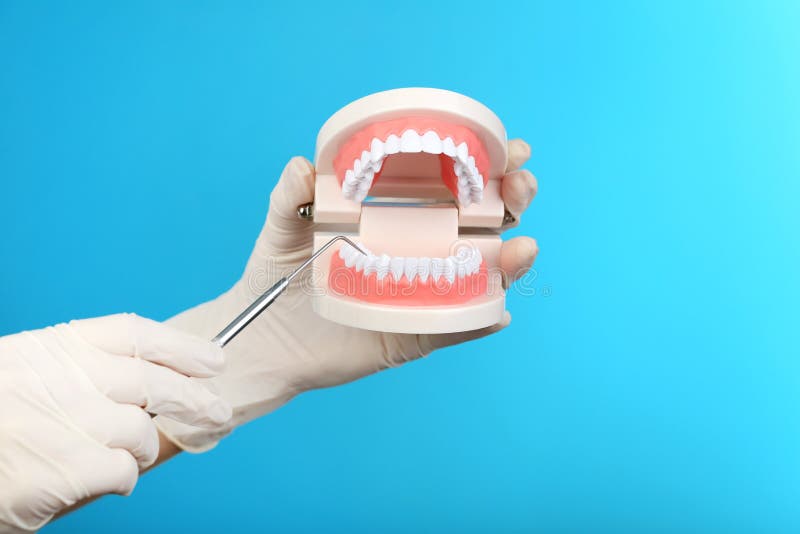 Hands holding teeth model stock image. Image of health - 114060653