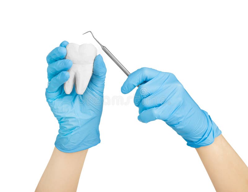 Hands holding tooth gypsum stock photo. Image of medical - 54025072