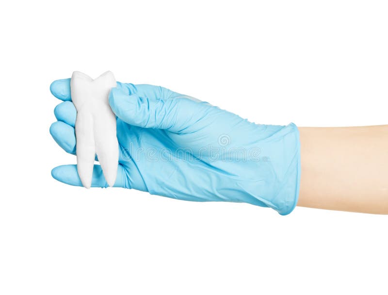 Hands holding tooth gypsum stock image. Image of hands - 54576245