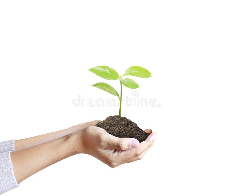 Hands holding a tree stock image. Image of conservation - 43196641