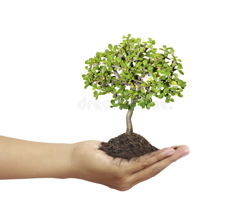 Hands holding small tree stock image. Image of background - 3012827
