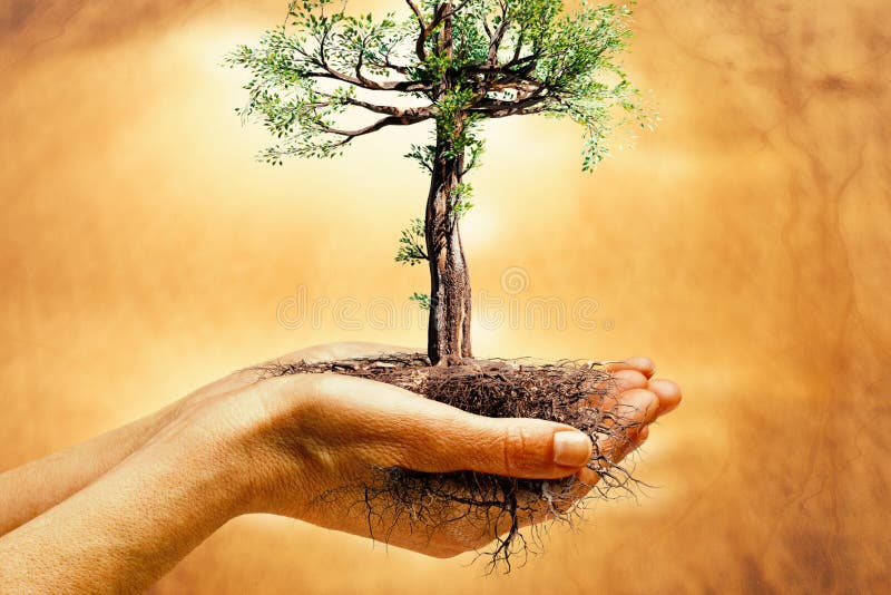Hands Holding Tree with Roots Stock Image - Image of grow, environment ...