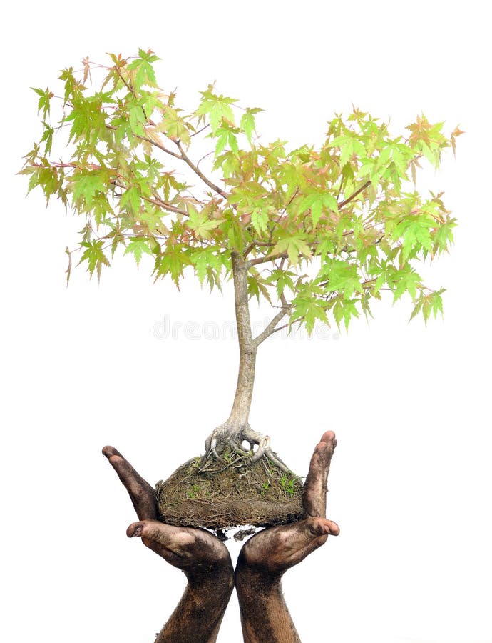 Hands Holding Tree on White Stock Photo - Image of warming, global ...