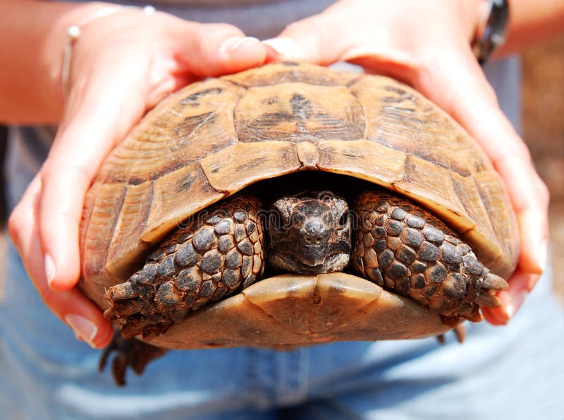 Hands holding turtle stock image. Image of shell, amphibian - 3033385