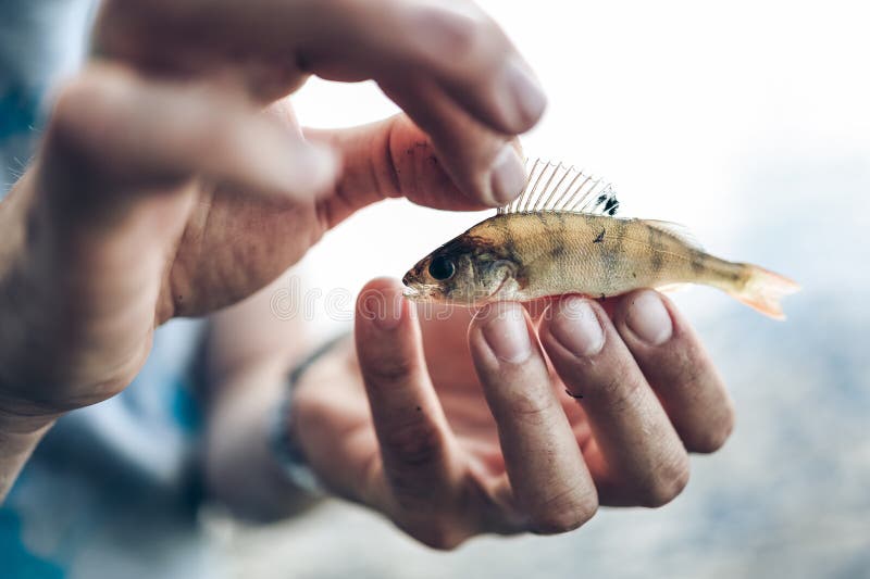 Hands Holding Up a Very Small Perch Stock Photo - Image of index, thumb ...