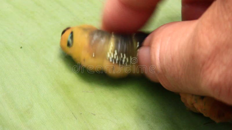 Hands holding worm stock video. Video of larva, holding - 76356179