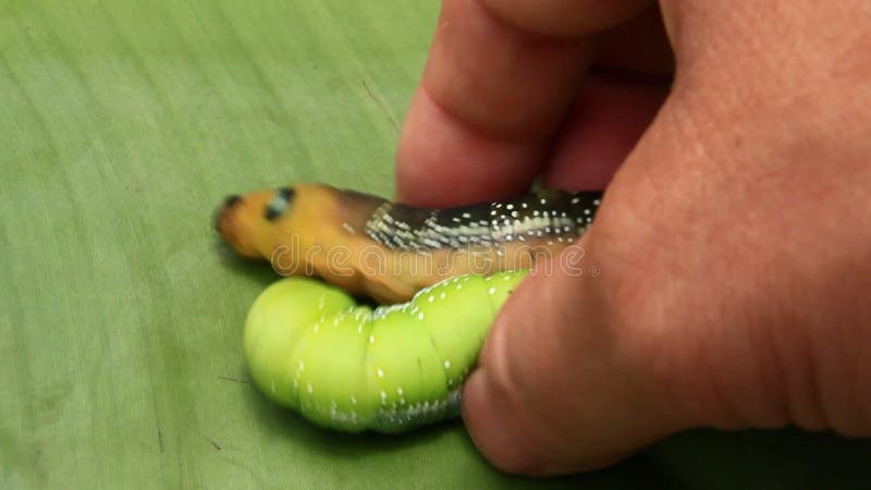 Hands holding worm stock video. Video of larva, holding - 76356179