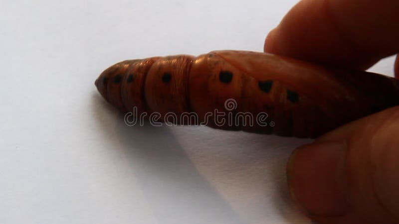 Hands holding worm stock video. Video of larva, holding - 76356179