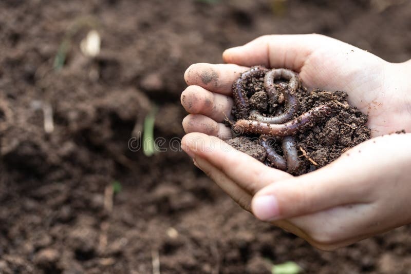 Hands Holding Worms with Soil. a Farmer Showing Group of Earthworms in ...