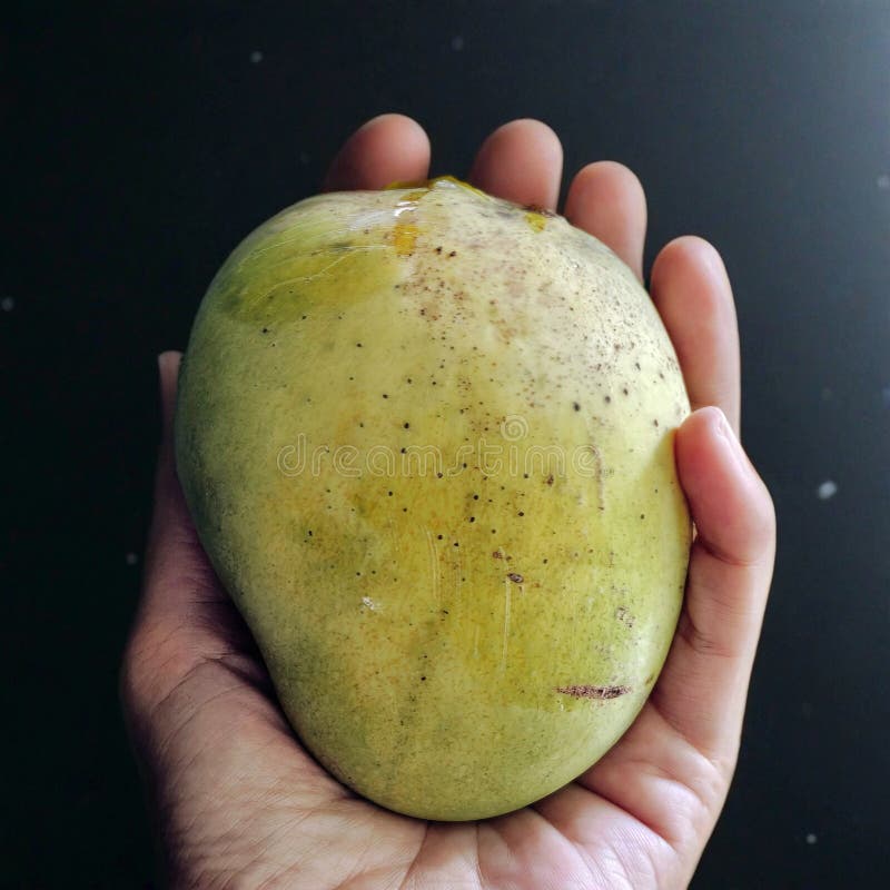 Hands Holding Young Mangoes Fresh Stock Image - Image of holding, fresh ...