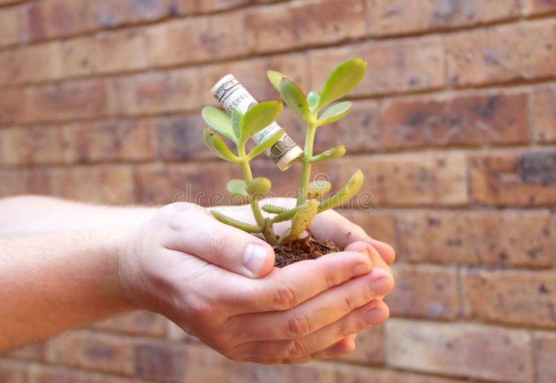 Hands Holding Young Money Tree Stock Photo - Image of holding, life ...