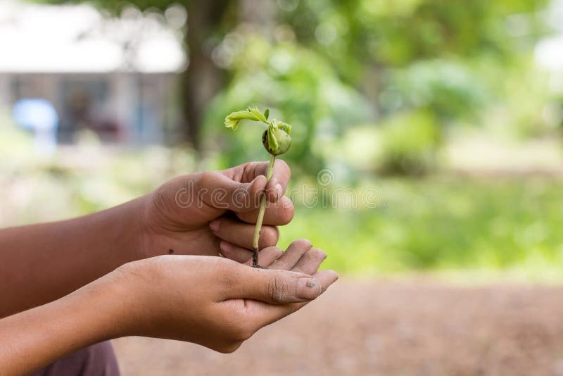 Hands Holding Young Plant. Ecology Concept Stock Photo - Image of earth ...