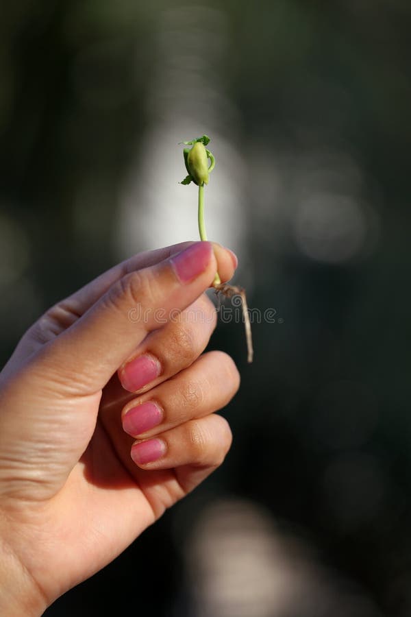 Hands holding young plant stock image. Image of conservation - 77616167