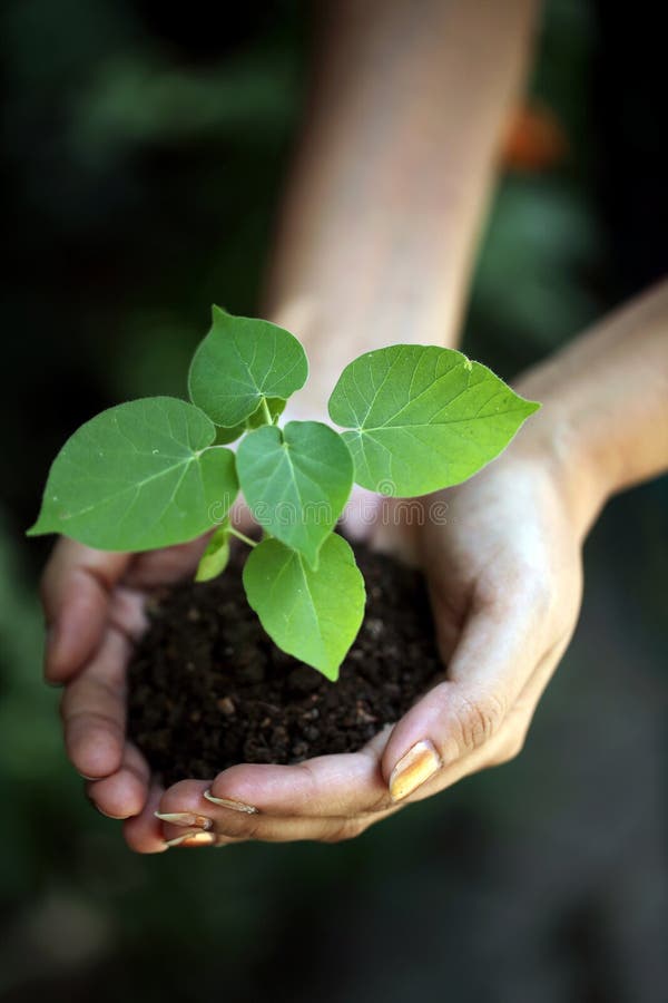 Hands holding young plant stock photo. Image of fragility - 56628744