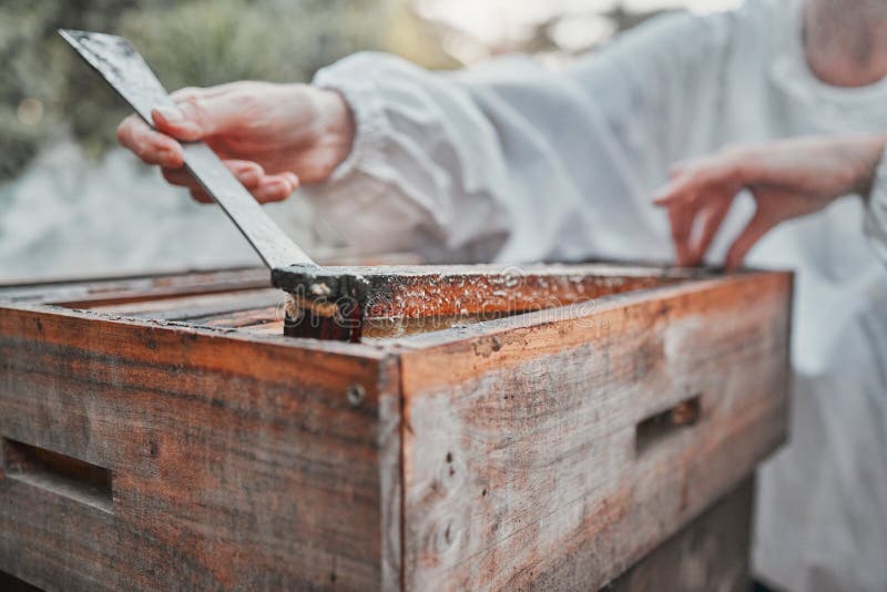 Hands, Honey Extraction and Bee Hive for Organic Food Processing or ...