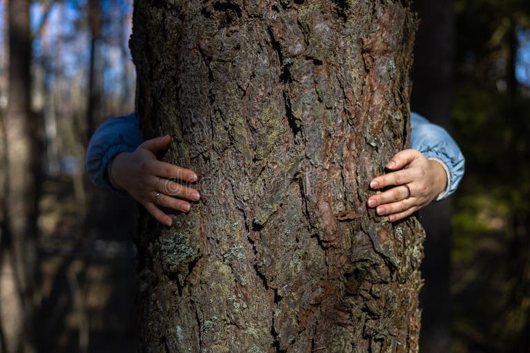 Hands Hug a Large Tree in the Forest, Saving and Protecting it. Caring ...