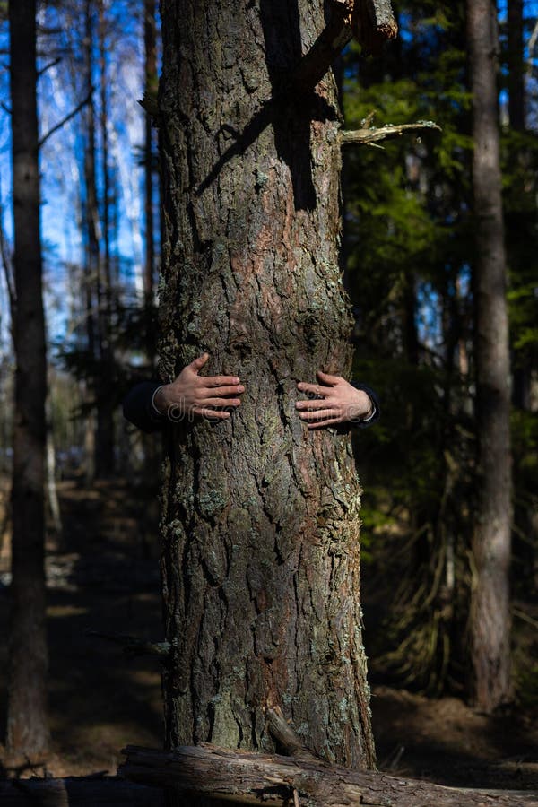 Hands Hug The Trunk Of A Large Tree In The Forest Protecting It