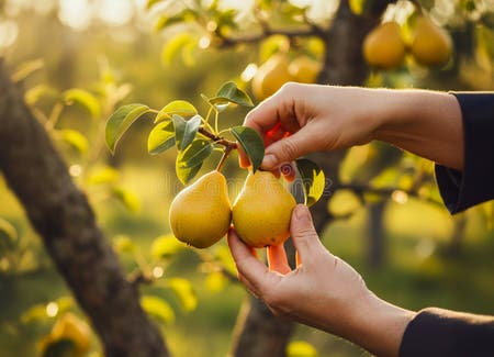 Inspecting Pears Stock Illustrations – 2 Inspecting Pears Stock ...