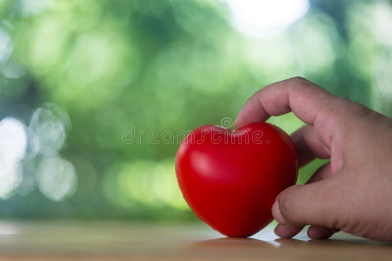Hands keep a red heart stock photo. Image of hands, holding - 369296118