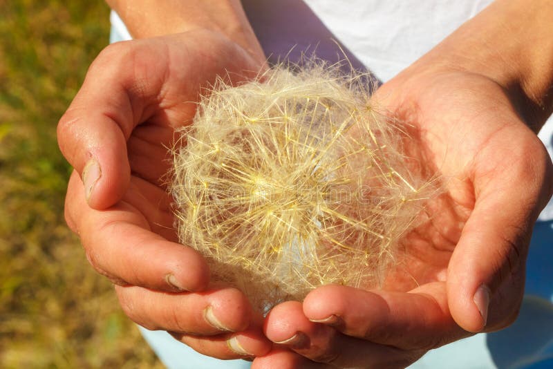 In the Hands of a Large Dandelion Stock Image - Image of dandelion ...