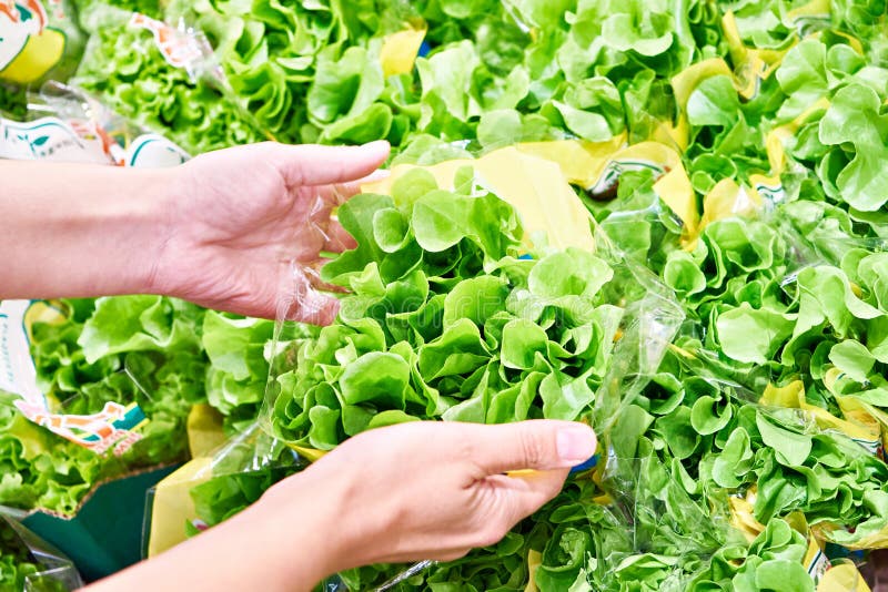 Hands with Lettuce Leaves in Store Stock Image - Image of green ...