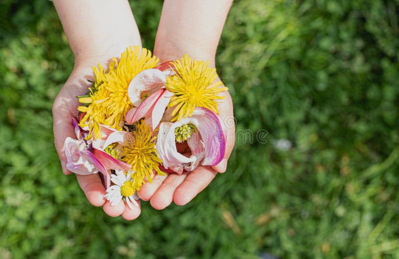 Hands of a Little Girl Full of Spring Flowers Stock Image - Image of ...
