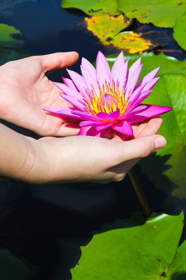 Hands with lotus stock image. Image of human, aquatic - 34763021