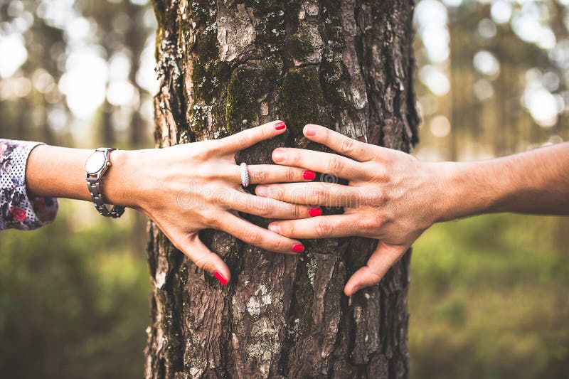 Hands of love stock photo. Image of autumn, spring, forest - 220879562