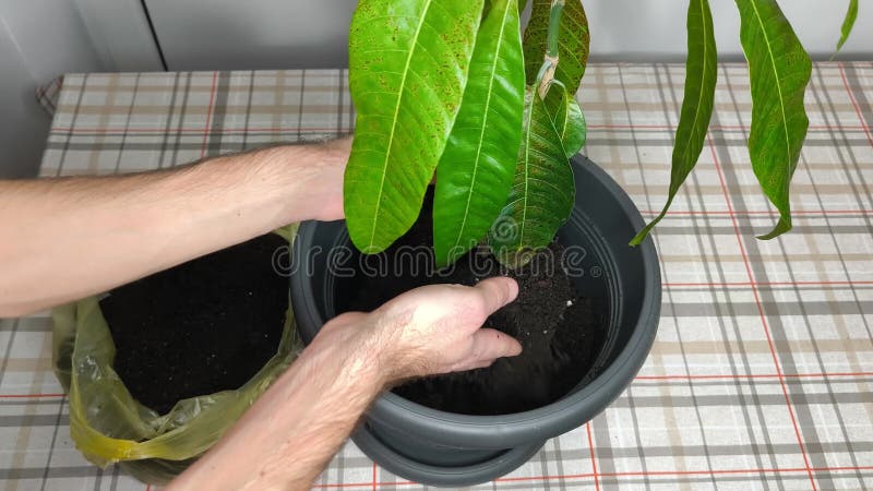 Hands of a Man Adding Potting Soil on the Mango Tree Stock Video ...