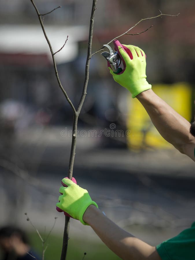 Hands of a Man Clipping a Tree Sapling during a Planting Activity Stock ...