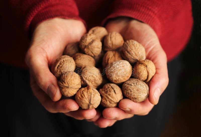 Hands of a Man Presenting Walnuts Stock Photo - Image of presenting ...
