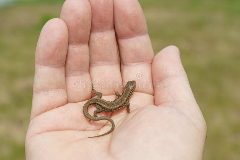 In the Hands of a Man is a Small Live Lizard Stock Image - Image of ...