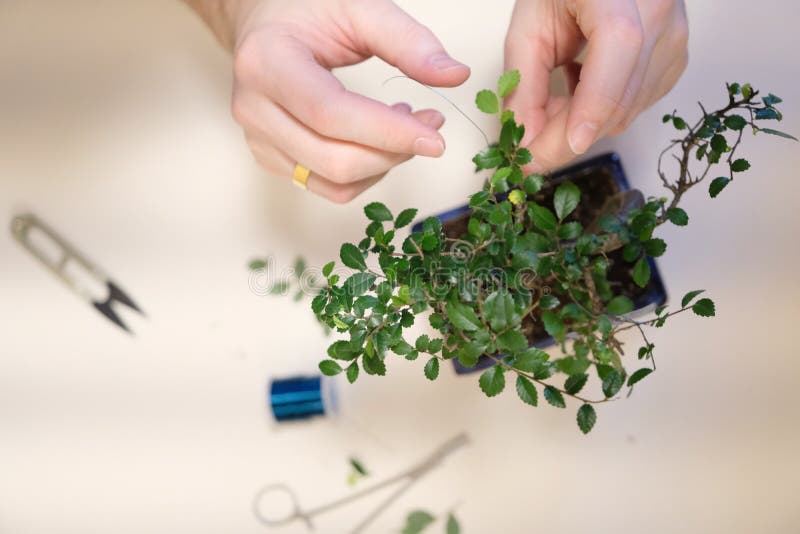Hands of a Man with a Thread for a Garter of Branches Stock Photo ...