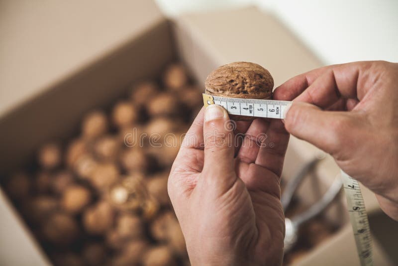 Hands Measure Large Nuts with a Tailor Centimeter Stock Photo - Image ...