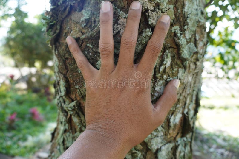 Hands Measuring the Diameter of the Trunk Stock Photo - Image of ...