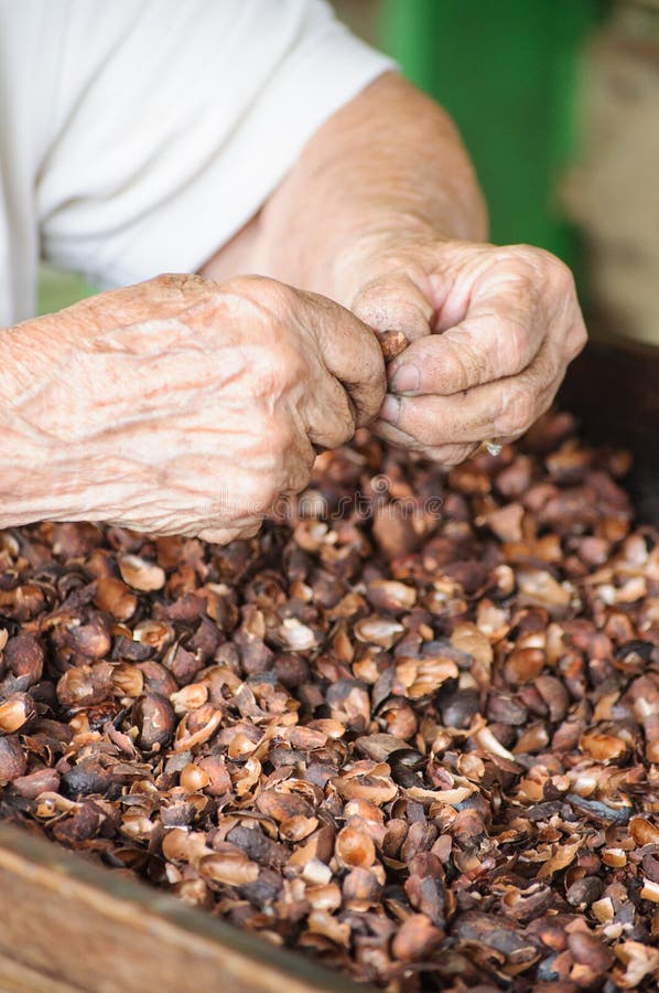 Hands of Old Woman while Breaking Cocoa Beans To Sort. Stock Image ...