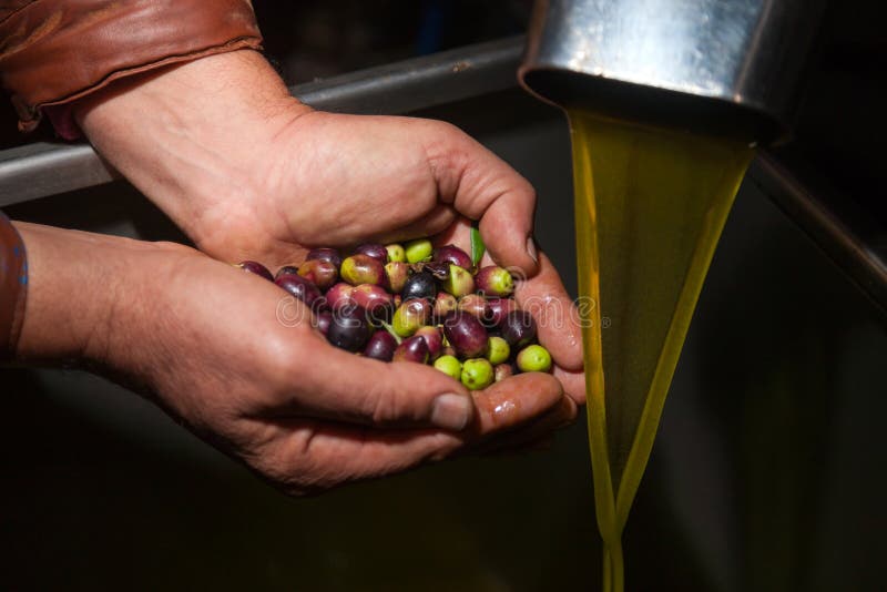 Hands with Olives and Oil Pouring Stock Image - Image of pouring ...