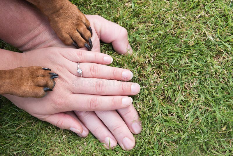 Dog's Paws And Man's Hands Gesture Of Friendship Stock Photo - Image of ...