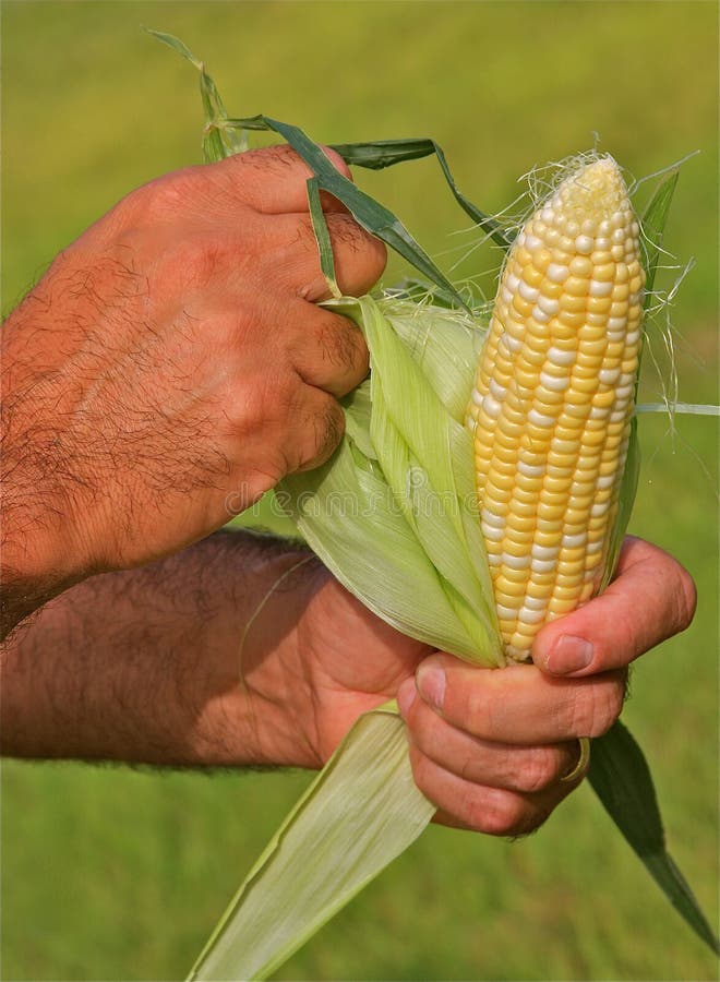 Shucking Corn stock photo. Image of pull, assist, concentrate - 6061302