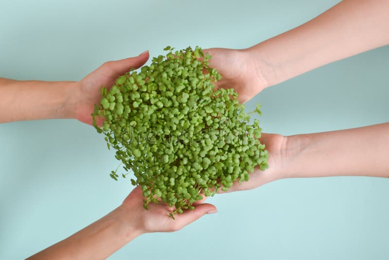 The Hands of People Transmitting the Micro-greens of Arugula on a Light ...