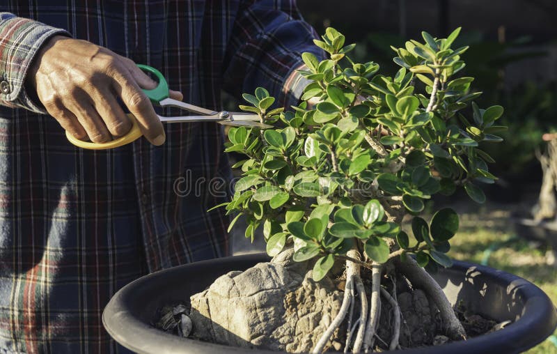 Hands of Person Using Scissors To Cut the Leaves and Branches of a ...