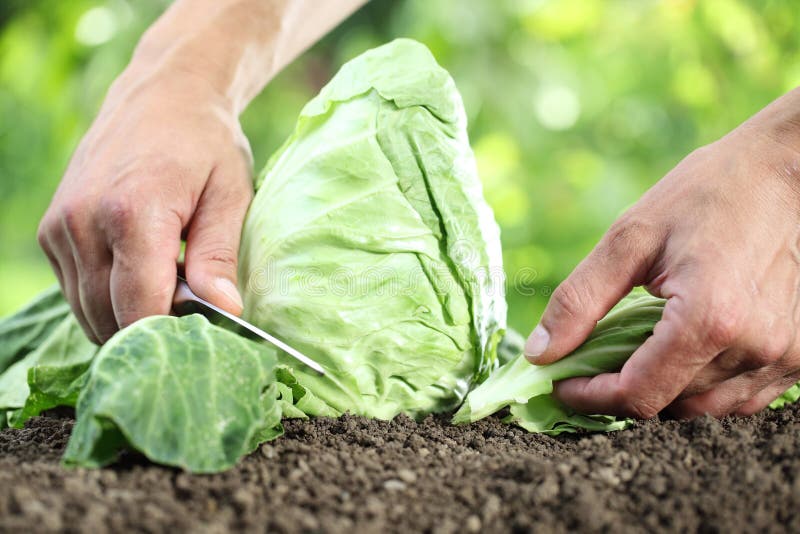 Hands Picking a Cabbage in Vegetable Garden, Stock Photo - Image of ...
