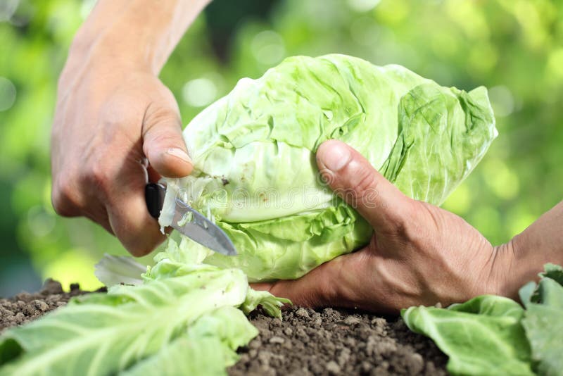 Hands Picking a Cabbage in Vegetable Garden, Stock Image - Image of ...
