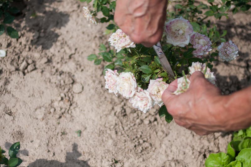 Picking Roses in the Garden Stock Image - Image of flower, blossom ...