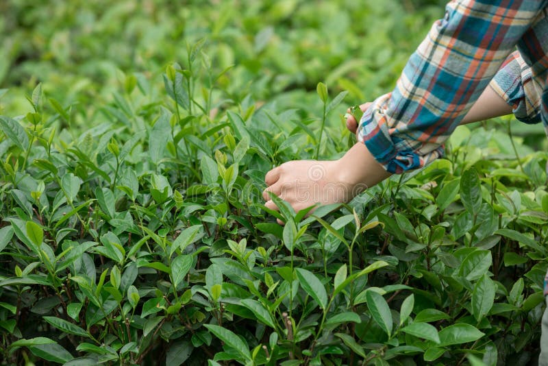 Hands Picking Tea Leaves in Spring Stock Image - Image of farm, copy ...